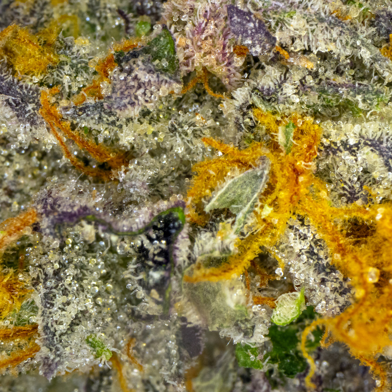 Gelato Mintz | Aeriz | Aeroponic Cannabis