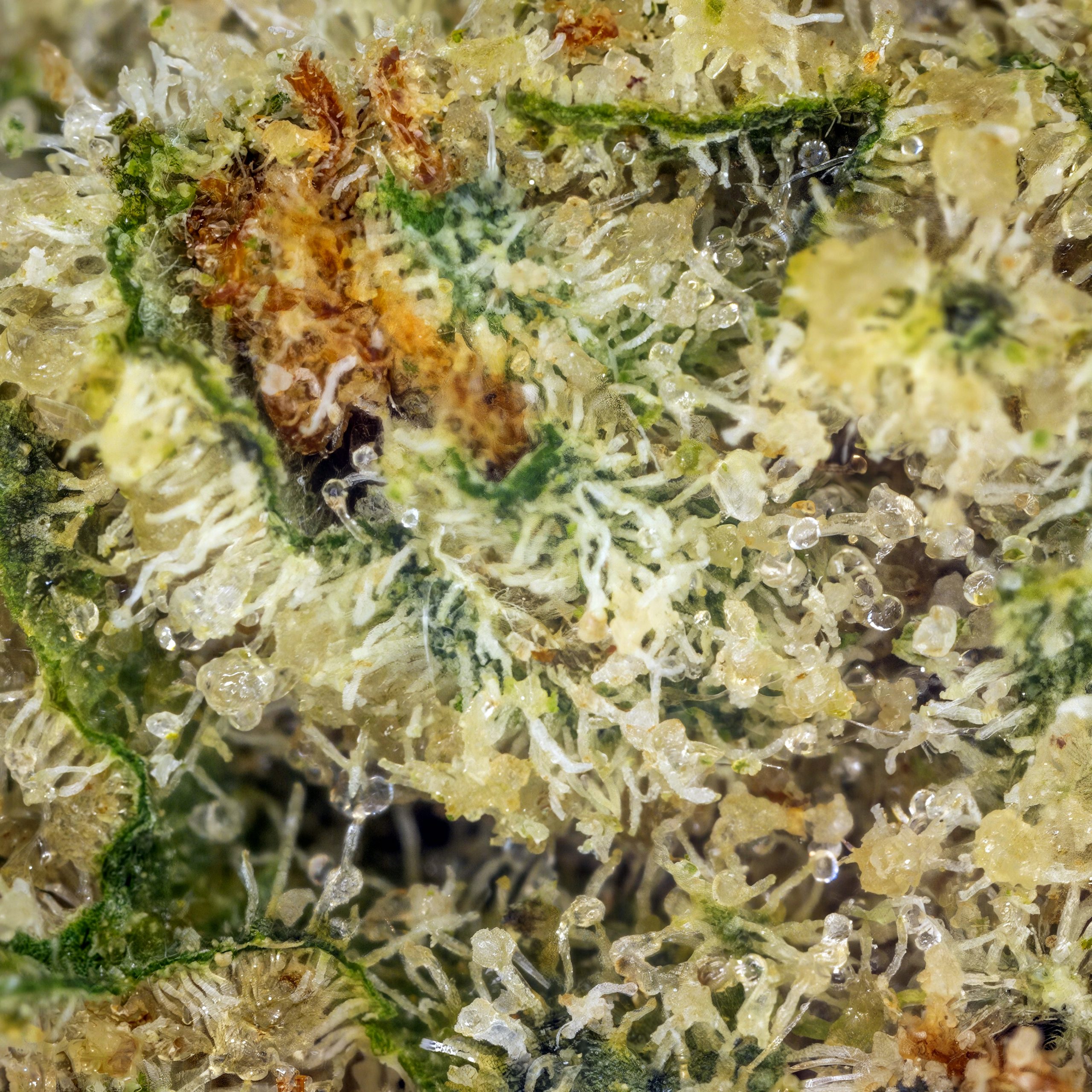 Jungle Juice | Aeriz | Aeroponic Cannabis